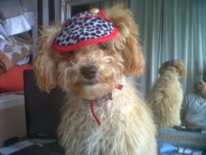 El Spa de Snoopy • Masco Fans