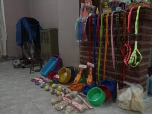 Queen Pet Shop • Masco Fans